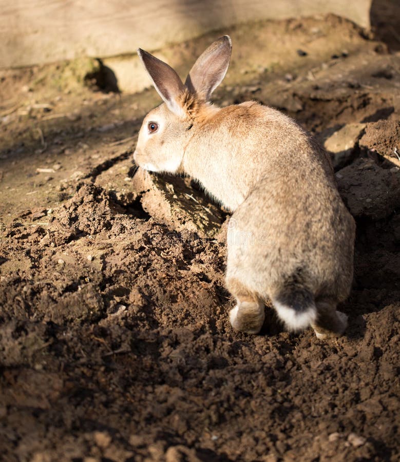 Hares on the Ground in the Wild Stock Image - Image of brown, mammal ...
