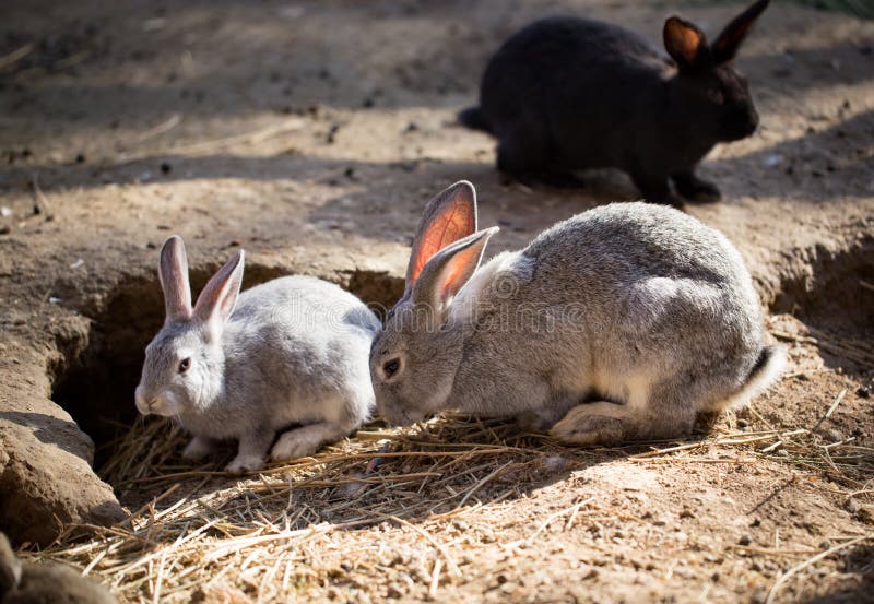 Hares on the Ground in the Wild Stock Image - Image of wild, animal ...