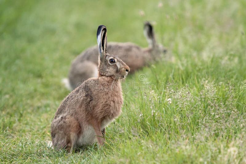 Wild Rabbit on High Alert stock image. Image of rabbit - 10900813