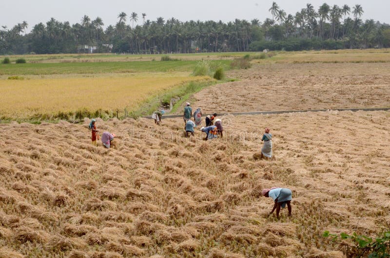 Harevesting from the Paddy Field Editorial Image - Image of valley ...