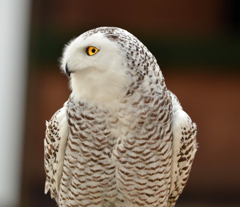 Harfang stock photo. Image of harfang, white, northern - 24757778