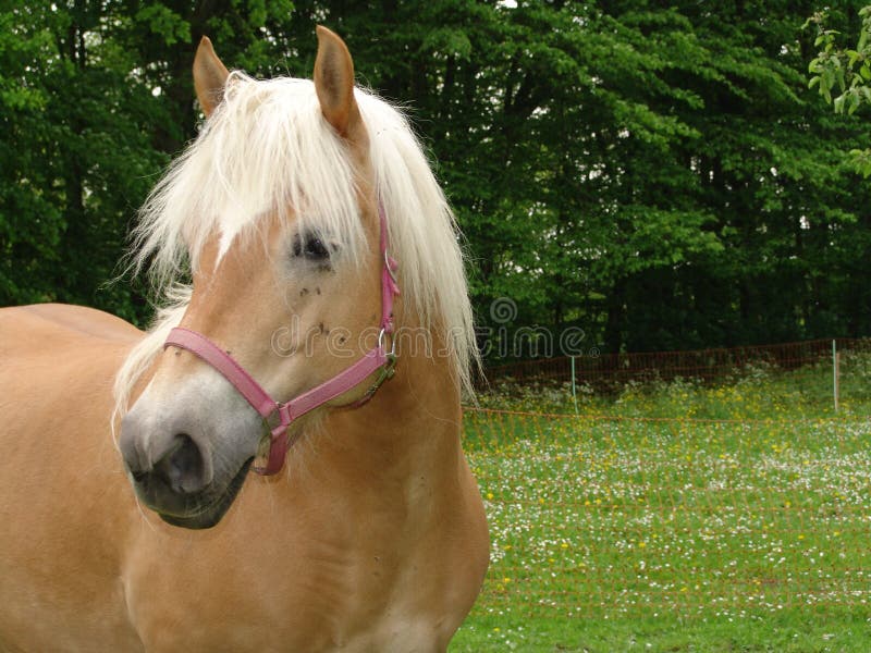 Harflinger Horses stock photo. Image of tree, agriculture - 124514