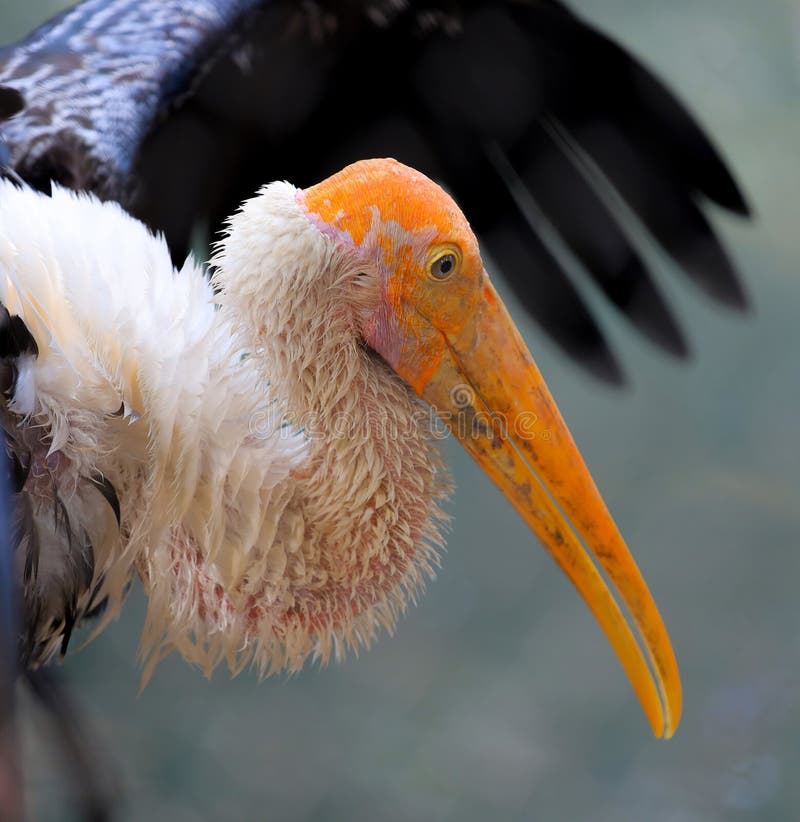 Hargila Bird Stock Photos - Free & Royalty-Free Stock Photos from ...