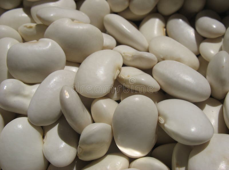 Haricot bean stock image. Image of grain, food, vegetables - 55351973