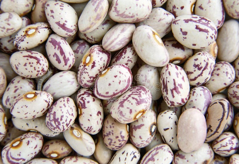Haricot beans stock photo. Image of dinner, matter, kernel - 442258