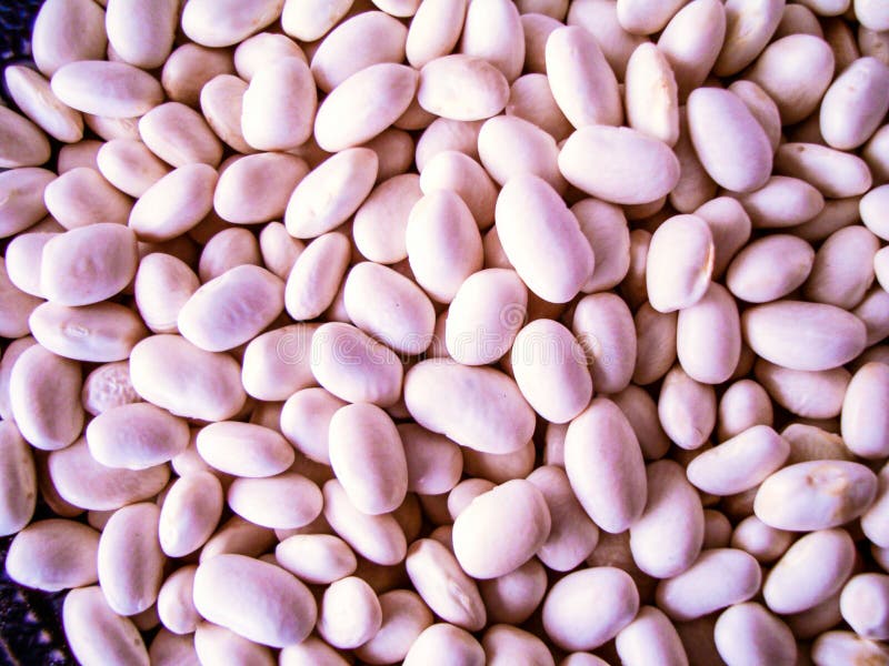 Haricot Beans Eating Cooking Delicious Grows in Field Easy Cooking ...