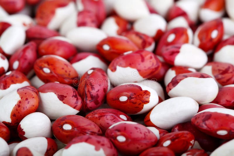 Haricot beans stock image. Image of protein, haricot - 59949767