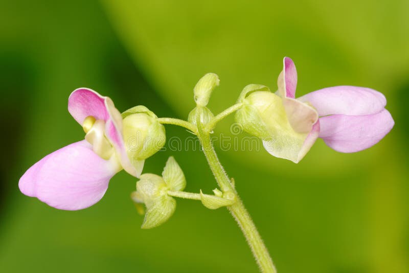 Haricot commun photo stock. Image du vert, centrale, beauté - 26128304