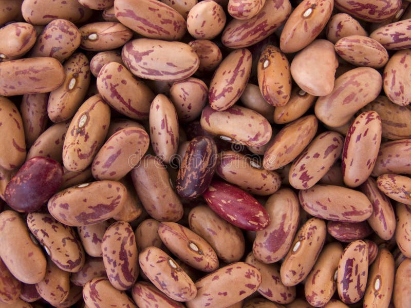 Haricot Pinto photo stock. Image du végétarien, poussin - 19378592