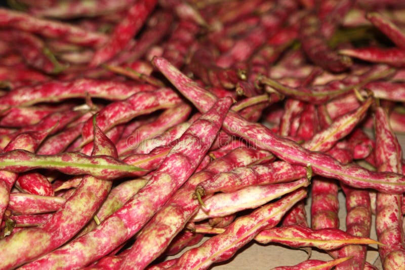Haricot rouge image stock. Image du nature, potage, moisson - 11101459