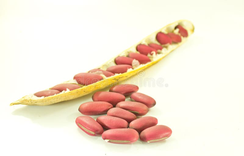 Haricot Sabre (gladiata De Canavalia) Image stock - Image du canavalia ...