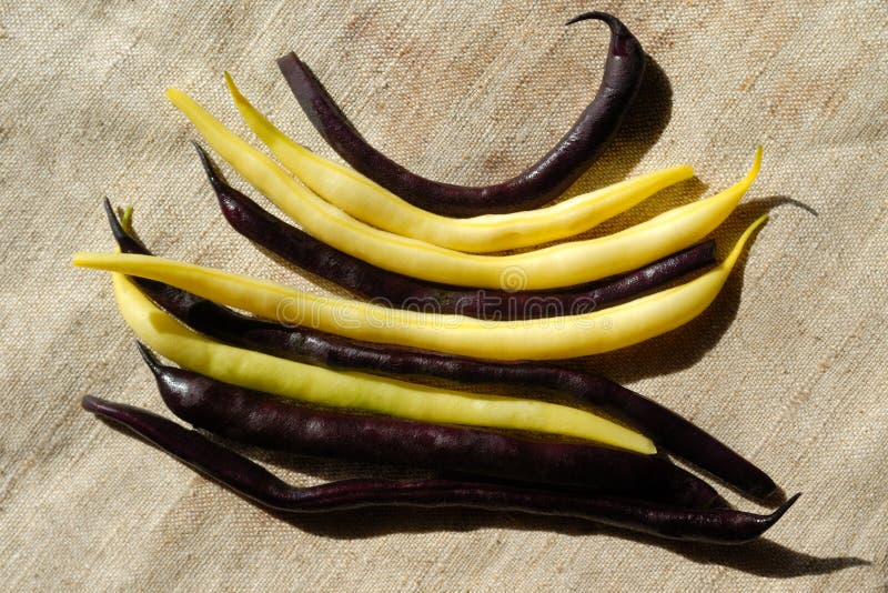 Haricot string beans stock photo. Image of culture, fiber - 11496528