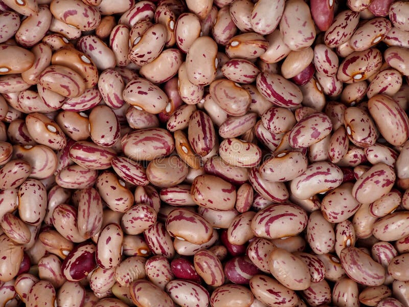 Haricots de Borlotti image stock. Image du blanc, nourriture - 28296039