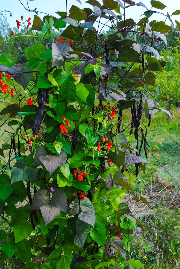 Haricots De Floraison Avec Les Fleurs Rouges Photo stock - Image du ...