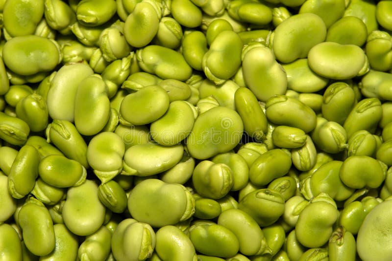 Haricots de lima photo stock. Image du organique, jardin - 20981818