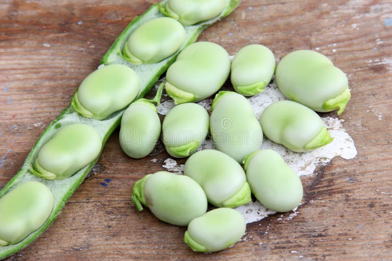 Haricots frais de soja image stock. Image du arome, agriculture - 68445499