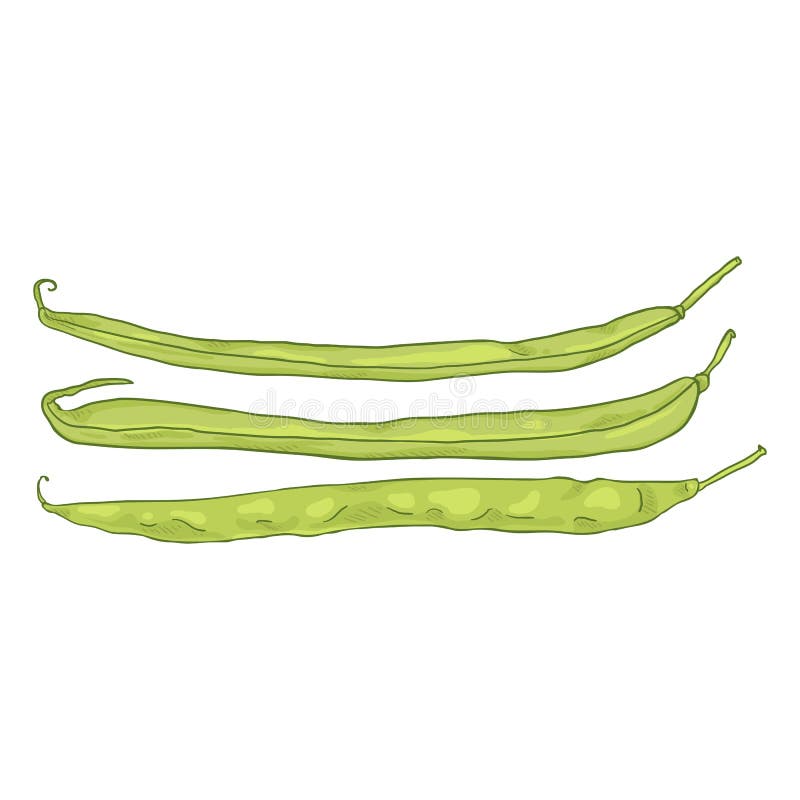 Haricots Verts Stock Illustrations, Vecteurs, & Clipart – (1,014 Stock ...