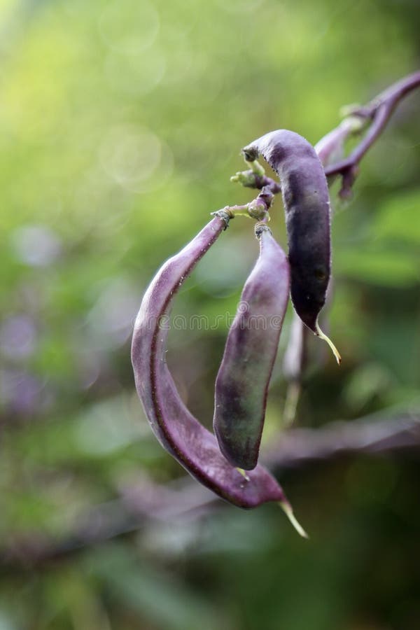 Haricots Violets De Couleur Dans Mon Jardin Potager Image stock - Image ...