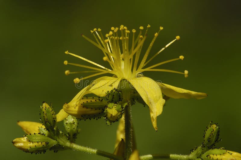 Harige Gele Wikke stock afbeelding. Image of klimmen - 70123391