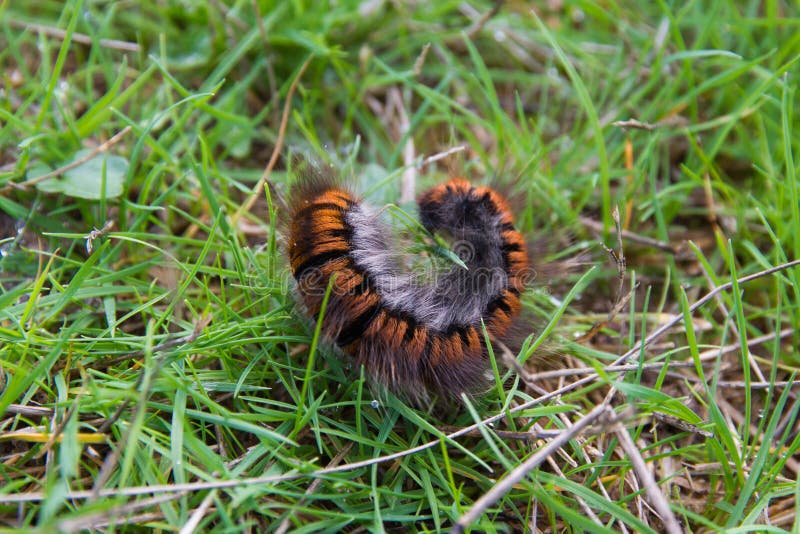 Harige Caterpillar - Oruga-peluda Stock Foto - Image of groen, grijs ...