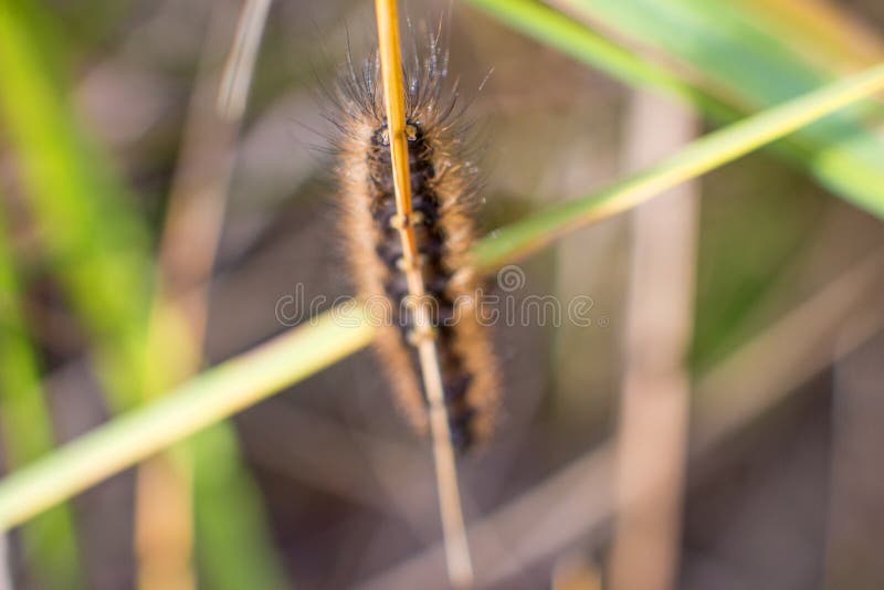 Harige Rupsbandvlinders Op Een Groene Stam Stock Afbeelding - Image of ...
