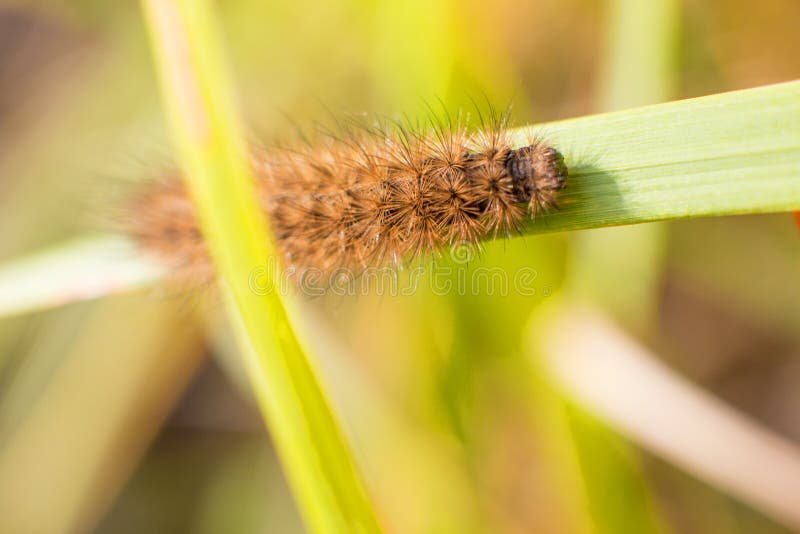 Harige Rupsbandvlinders Op Een Groene Stam Stock Afbeelding - Image of ...
