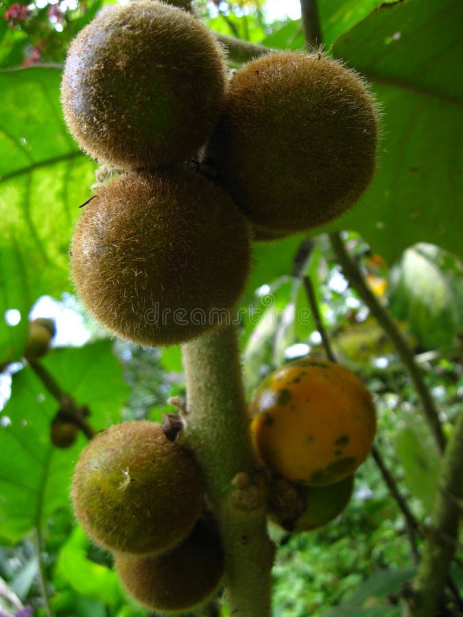 Harige Vruchten Van Een Circaea-lutetiana (enchanters Nightshade ...