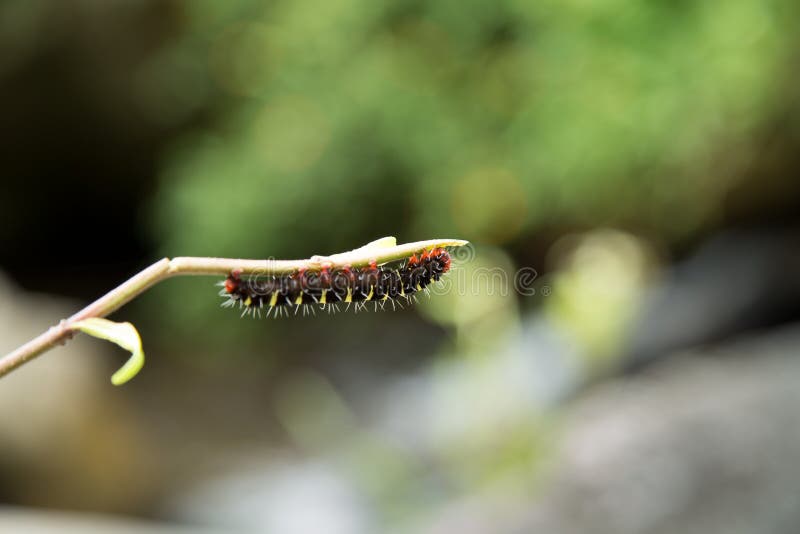 Harige Worm Van Fruitinstallaties, Geel Met Lange Rode Haren Stock Foto ...