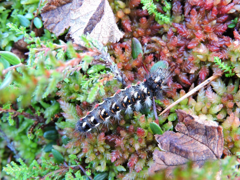 Harige worm op bladeren stock afbeelding. Image of dier - 65627007