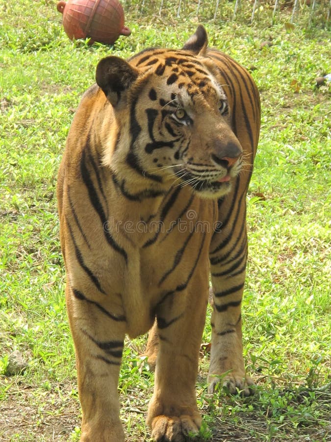 Harimau Nenggala Tiger Indonesia Stock Photo - Image of nenggala ...