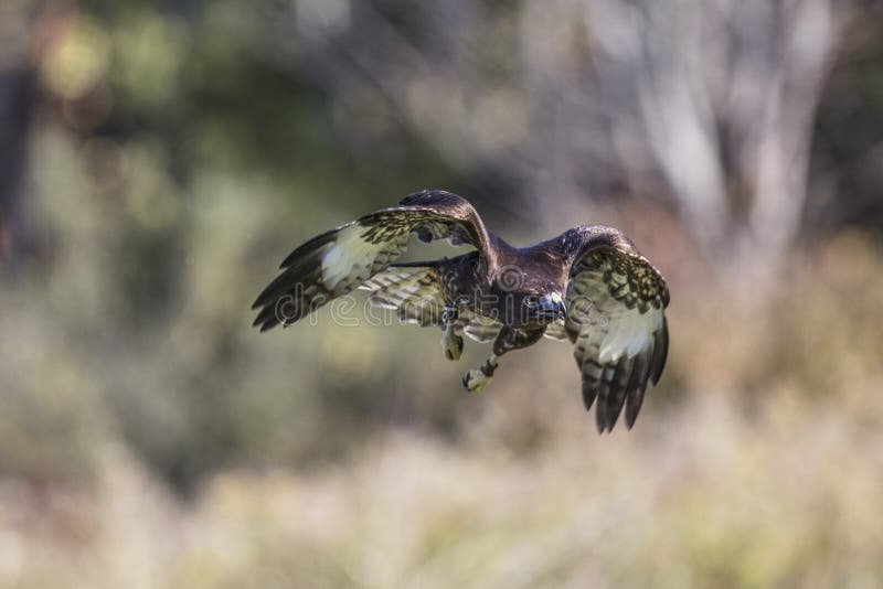 Harlan`s Red Tailed Hawk CRC Stock Image - Image of cinnamon, hollywood ...