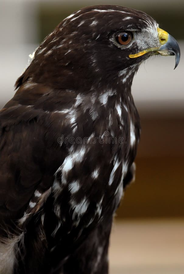 Harlans Hawk stock image. Image of animal, beak, hawk - 6013479