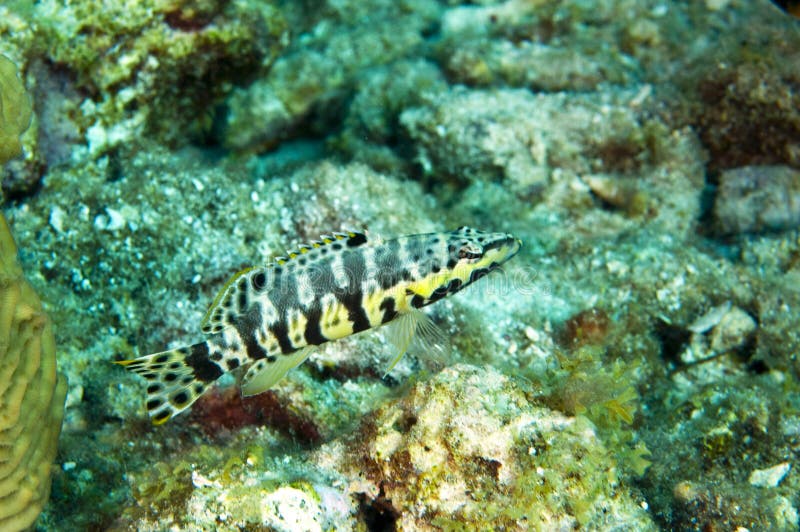 Harlequin Bass-Serranus Tigrinus Stock Image - Image of fish, blue ...