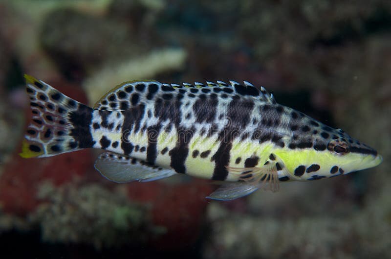 Harlequin Bass-Serranus Tigrinus Stock Image - Image of fish, blue ...
