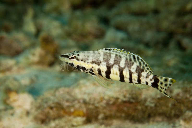 Harlequin Bass (Serranus Tigrinus) Stock Image - Image of horizontal ...