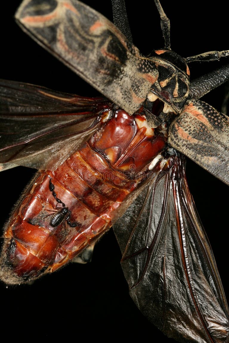 Flying Scorpion Stock Photos - Free & Royalty-Free Stock Photos from ...