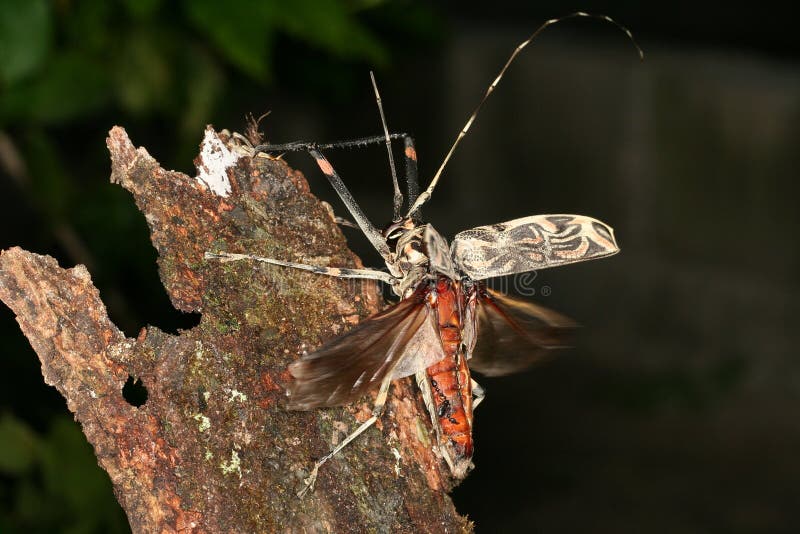 Harlequin Beetle Ready To Fly Stock Photo - Image of beetle, longhorned ...