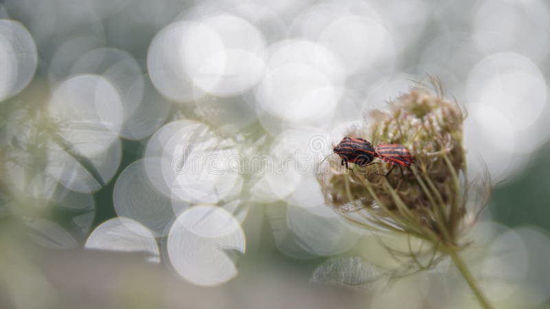 Red insect on a plant stock photo. Image of plant, grass - 156259320