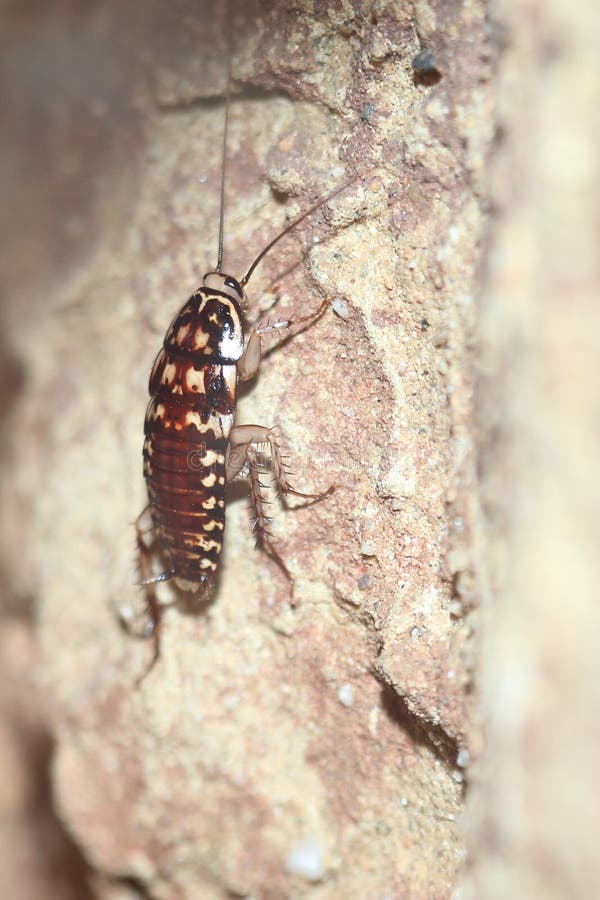 Harlequin Cockroach stock image. Image of insect, harlequin - 29590947