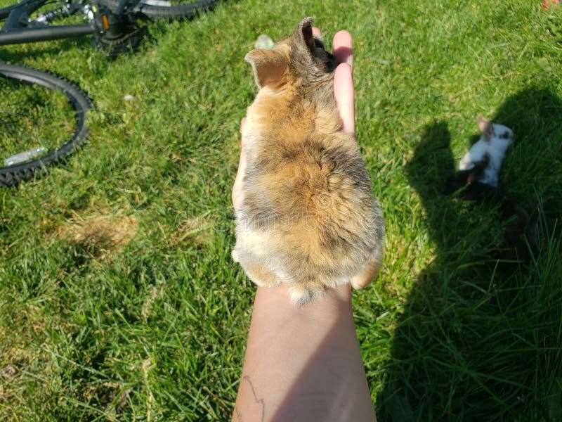 Harlequin Colored Rex Rabbit Kit Stock Photos - Free & Royalty-Free ...