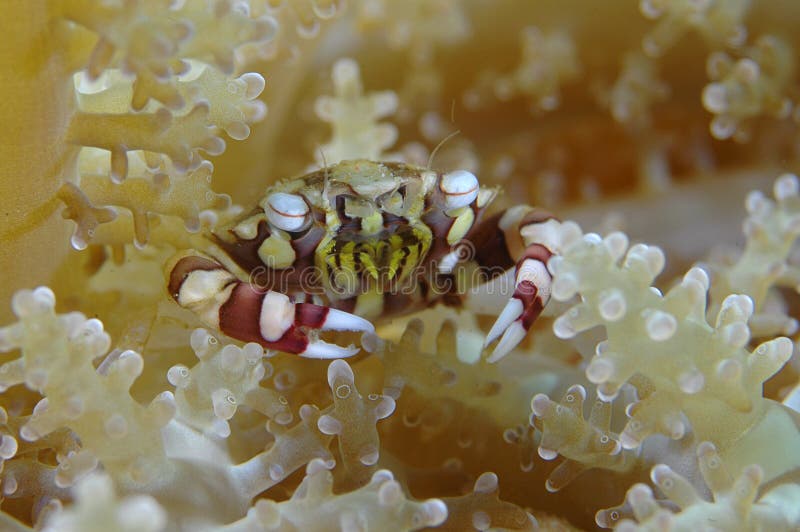 Leopard-spotted Crab stock image. Image of seaweed, ovalipes - 46607299