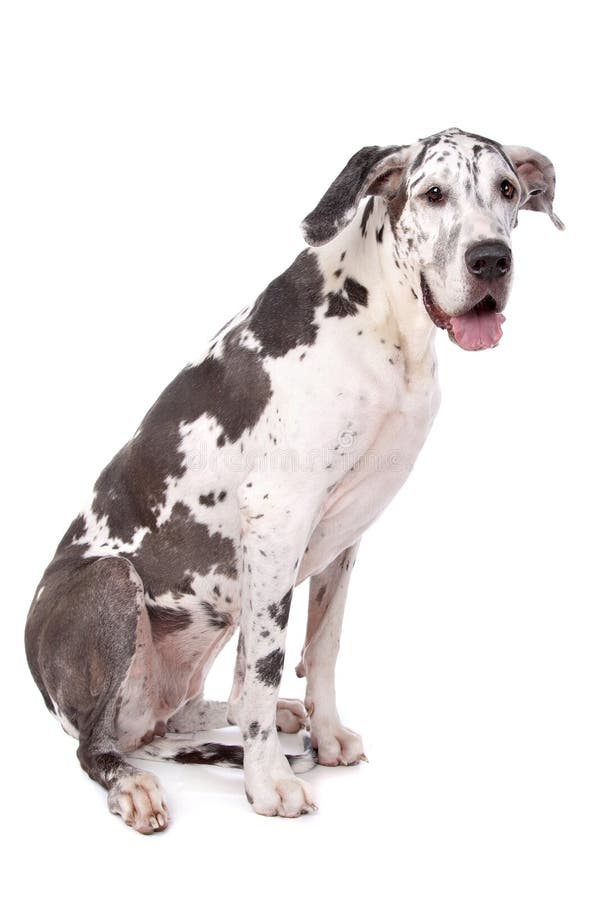 Danois Grand Et Chiot De Harlequin Photo stock - Image du adulte ...