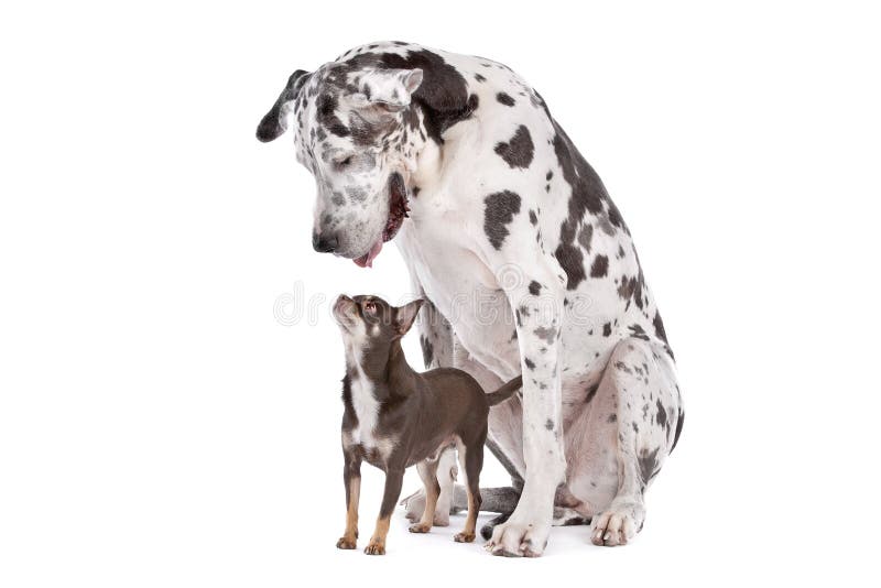 Danois Grand Et Chiot De Harlequin Photo stock - Image du adulte ...