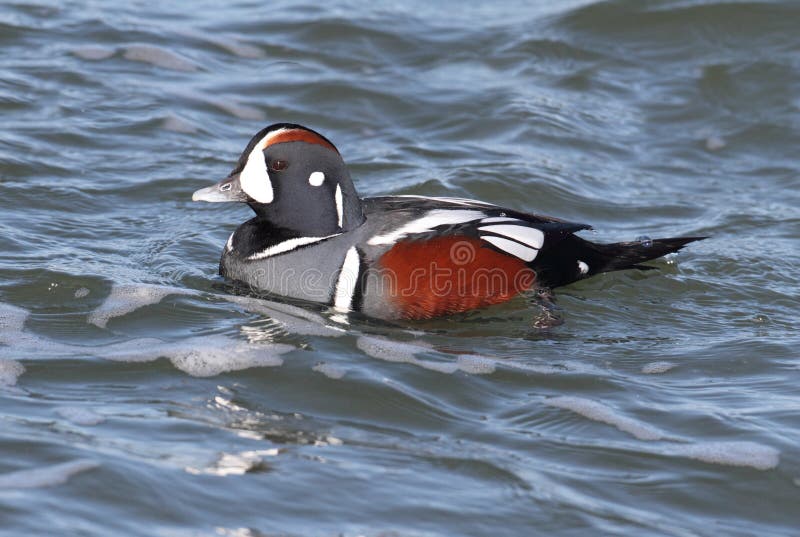 Harlequin Duck stock image. Image of animal, wing, histrionicus - 28306383