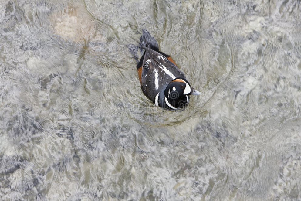Harlequin duck. stock image. Image of harlequin, animal - 5597577