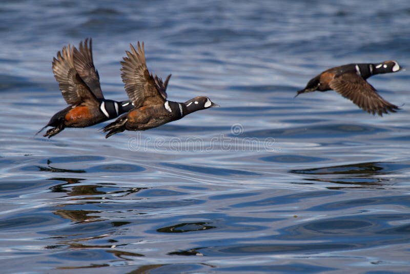Harlequin Ducks in Flight stock photo. Image of waves - 40878410