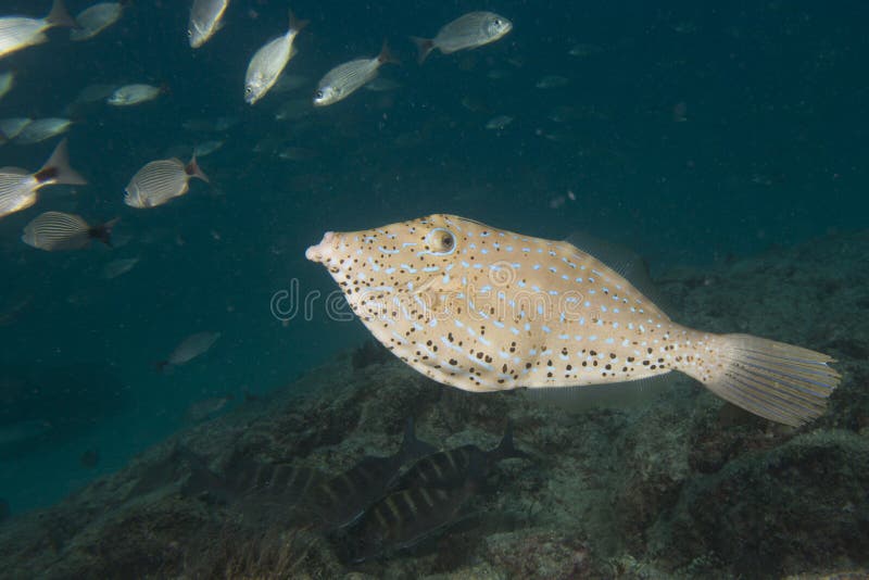 Harlequin filefish stock photo. Image of yellow, blue - 35326938