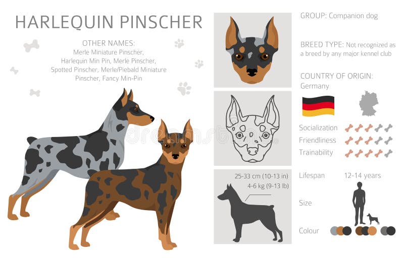 Miniature Pinscher Coloring Stock Illustrations – 27 Miniature Pinscher ...