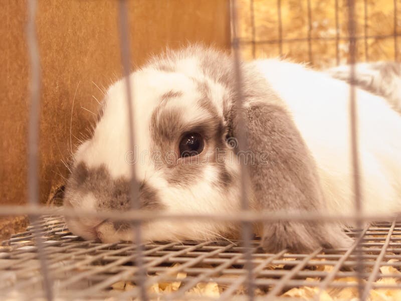Angora Rabbit stock photo. Image of long, animal, bunny - 19097606