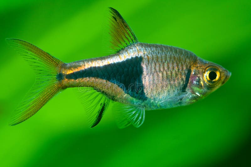 Harlequin Rasbora (Trigonostigma Heteromorpha) Stock Photo - Image of ...
